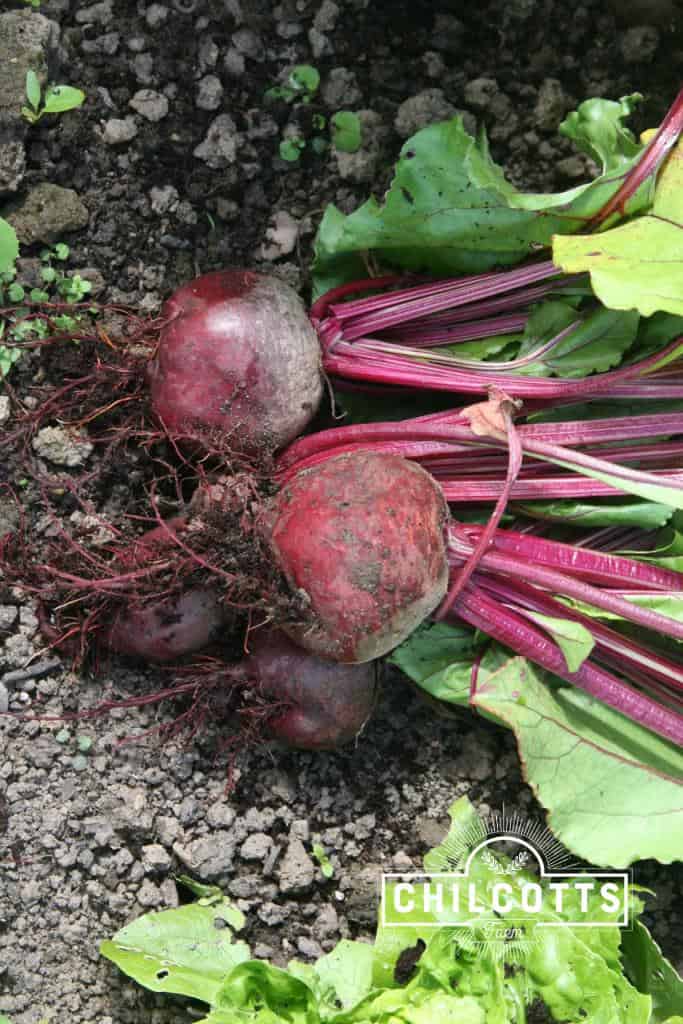 beetroot sold locally from chilcotts farm