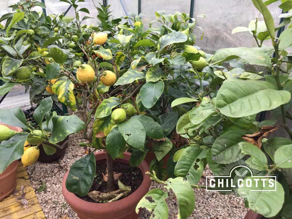 Lemons growing undercover in North Devon UK
