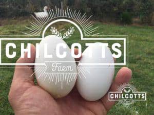 Fresh Local Goose Eggs Laid by Our Geese at Chilcotts Farm