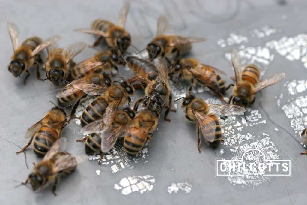 Newly mated honey bee queen just returned from mating flight