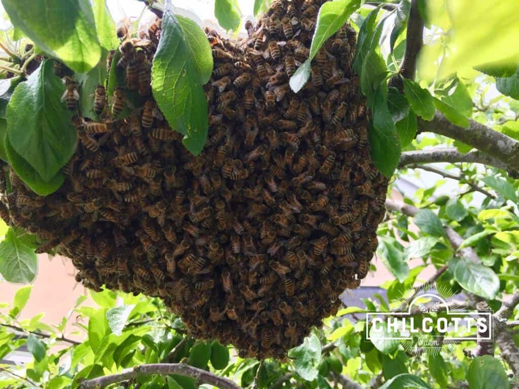 Local Swarm Collector | Bickington & Fremington Area