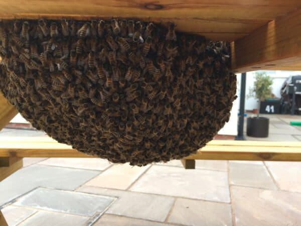 Swarm of honey bees underneath a picnic table