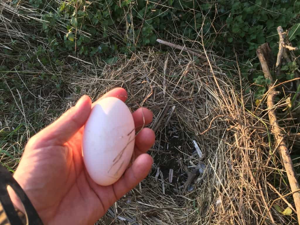 First Goose Egg of 2020 | Chilcotts Farm