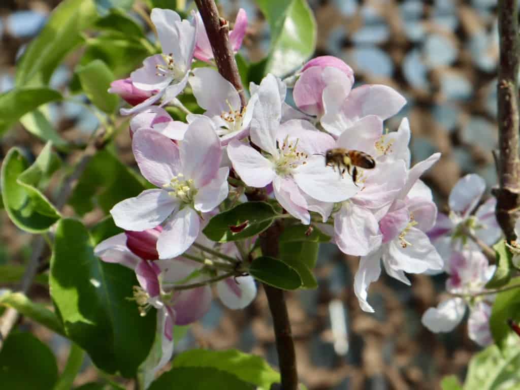 The Best April Ever for Bees? | Chilcotts Farm