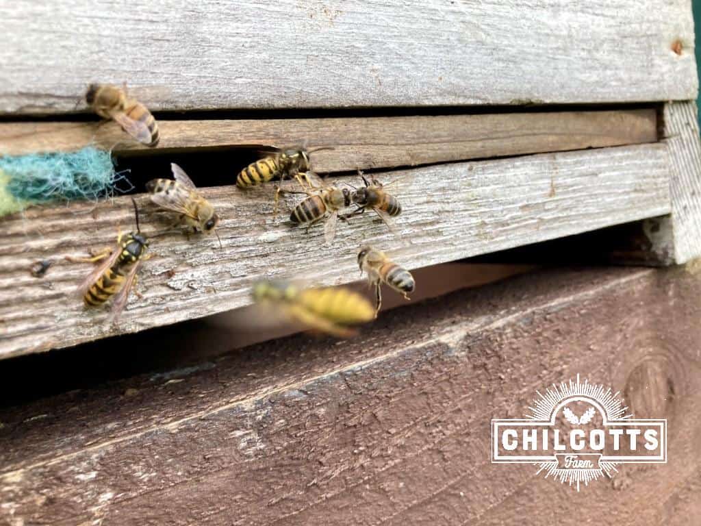 Wasp Wars! | Chilcotts Farm