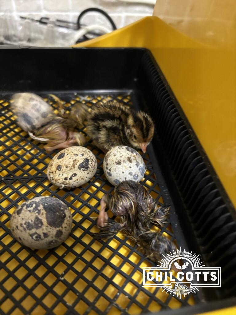 Quail Hatch Day | Chilcotts Farm