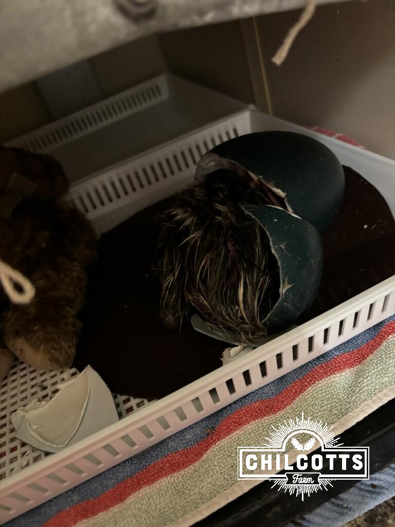 Emu Friends | Chilcotts Farm